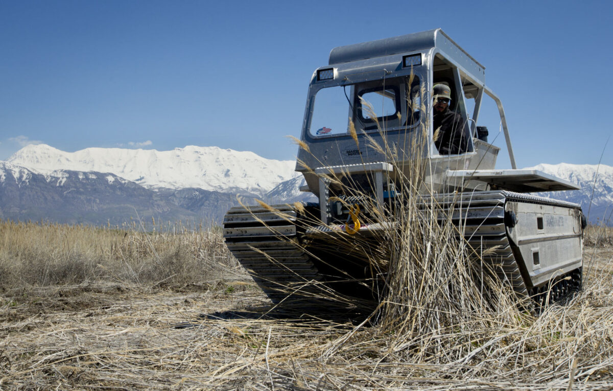 Fighting Phragmites: New techniques being used to battle invasive plant ...